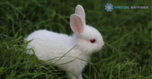 10 Surprising Rabbit Symbolism Facts You Never Knew