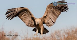 Understanding Vulture Symbolism: Cultural, Historical & Psychological Insights