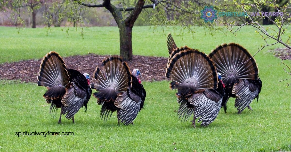 Unlocking Turkey Feather Symbolism: Cultural Meanings & Spiritual ...