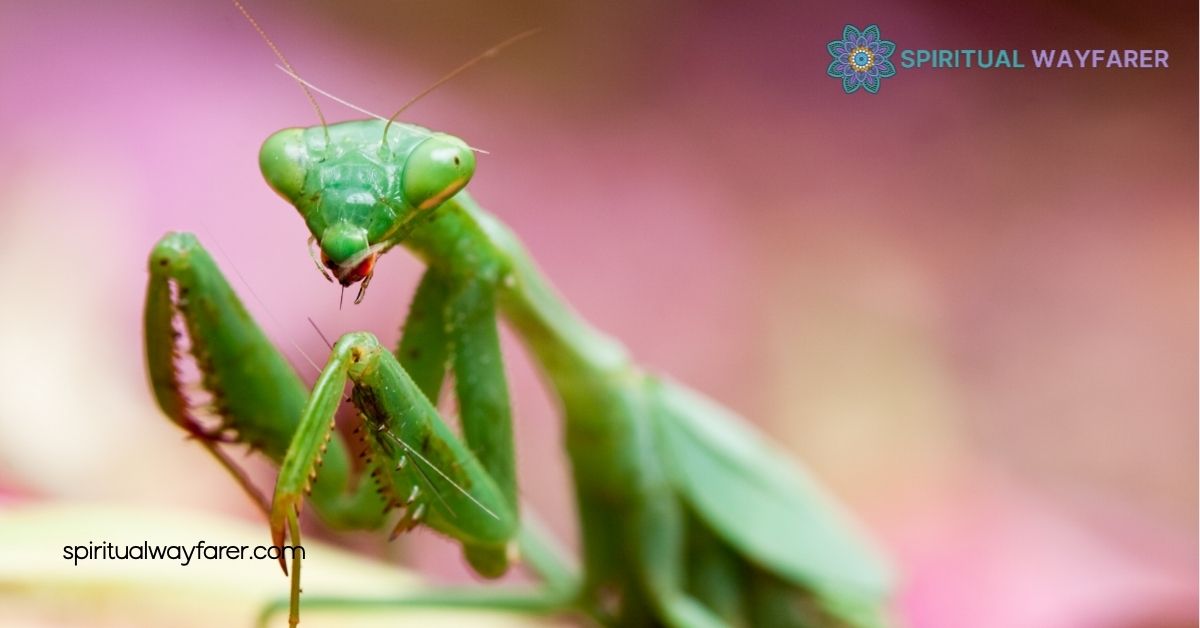 Exploring Praying Mantis Symbolism: Cultural Meanings and Spiritual ...
