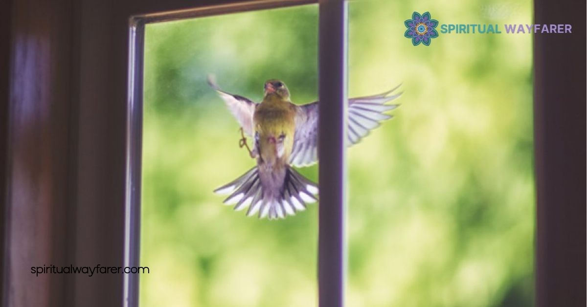 What Does It Mean When a Bird Hits Your Window and Flies Away? Find Out ...