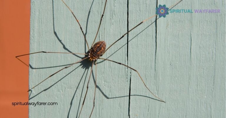Spiritual Meaning Daddy Long Legs: Resilience, Growth & Protection ...