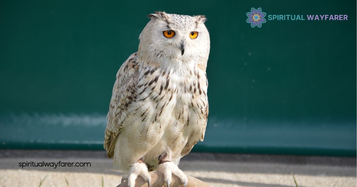 Seeing an Owl During the Day: Unveiling Its Spiritual Meaning