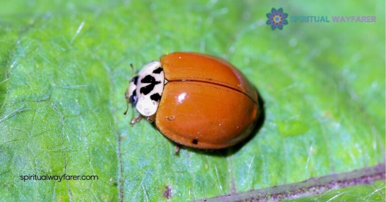 Unlocking Brown Ladybug Spiritual Meaning and Symbolism: Discover Hidden Strengths