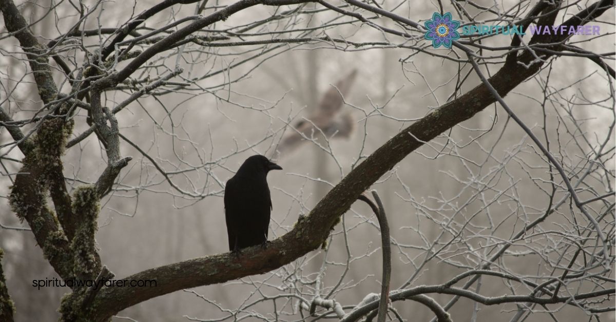 Crows Spiritual Meaning: What the Number of Crows Symbolizes