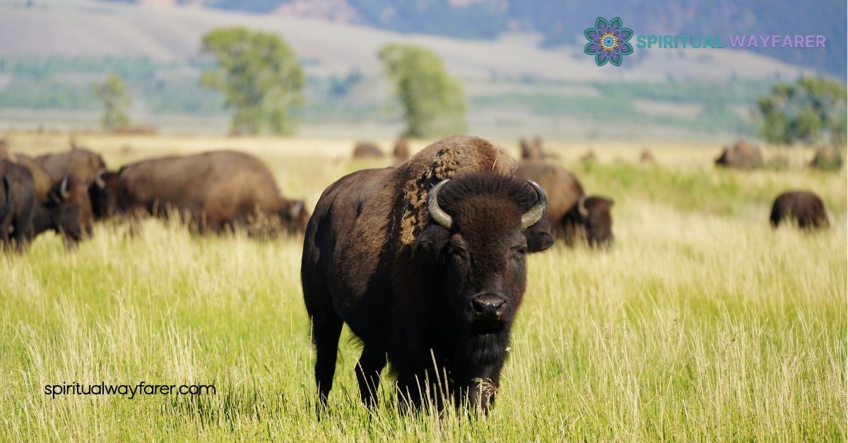 Harness the Power of the Bison Spirit Animal: Strength, Resilience & Growth
