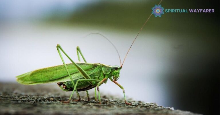 Cricket Symbolism Explained: The Traditions and Cultural Significance ...