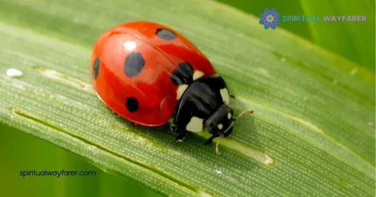 Unlocking the Symbolism and Spiritual Meaning of Ladybugs: Discover ...