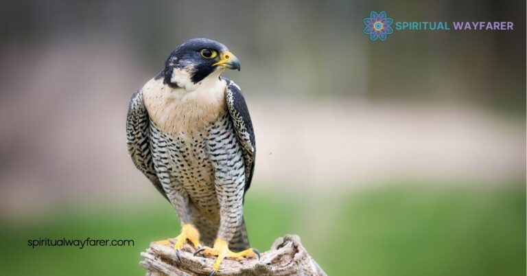 Falcon Symbolism: Exploring Power, Freedom & Cultural Significance