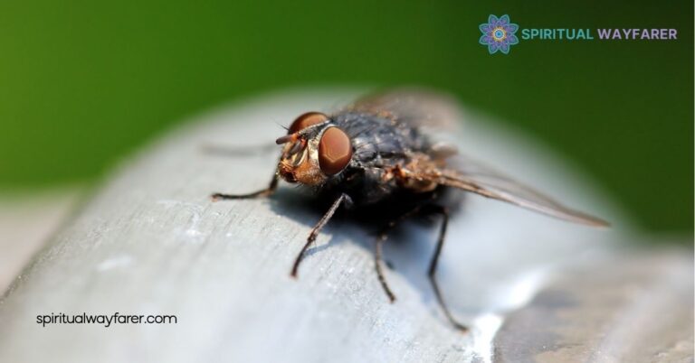 Fly Symbolism: Uncover the Hidden Meanings in Culture, Dreams & Art