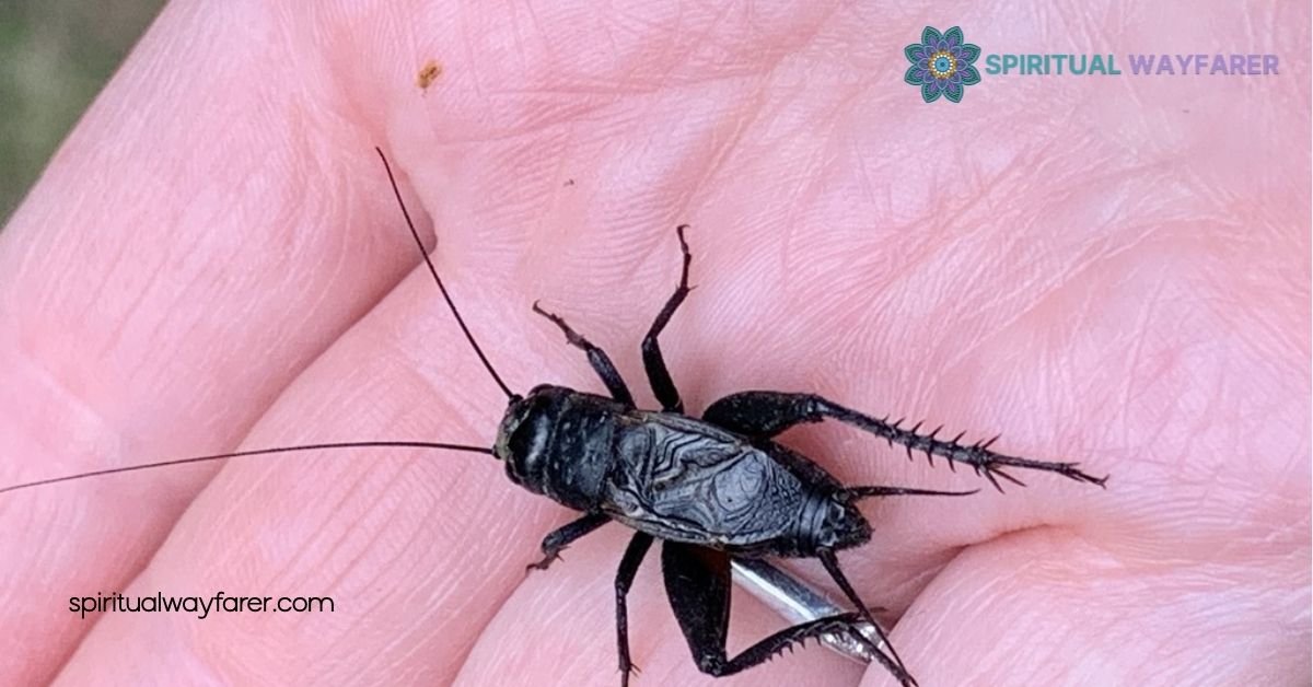 Finding a Black Cricket in Your House Meaning: Unlock Its Hidden ...