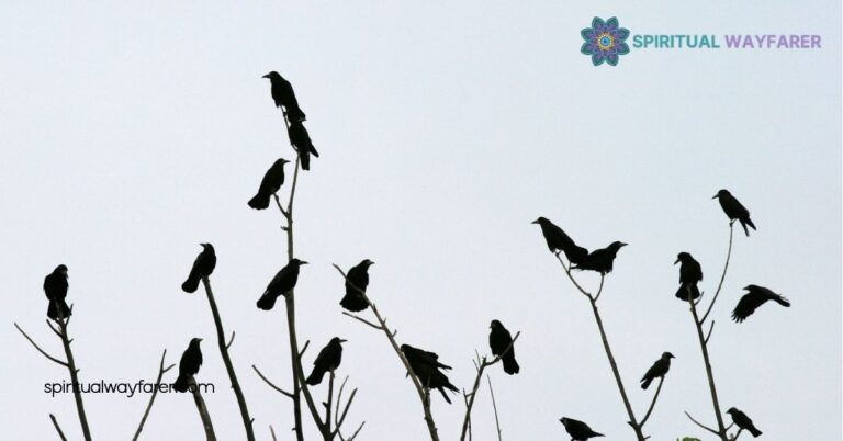 7 Crows Meaning Spiritual: Unlock the Symbolism and Transform Your Life