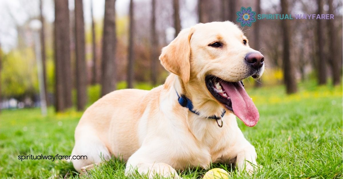 Unlocking Labrador Symbolism: The Deep Meaning Behind America's ...