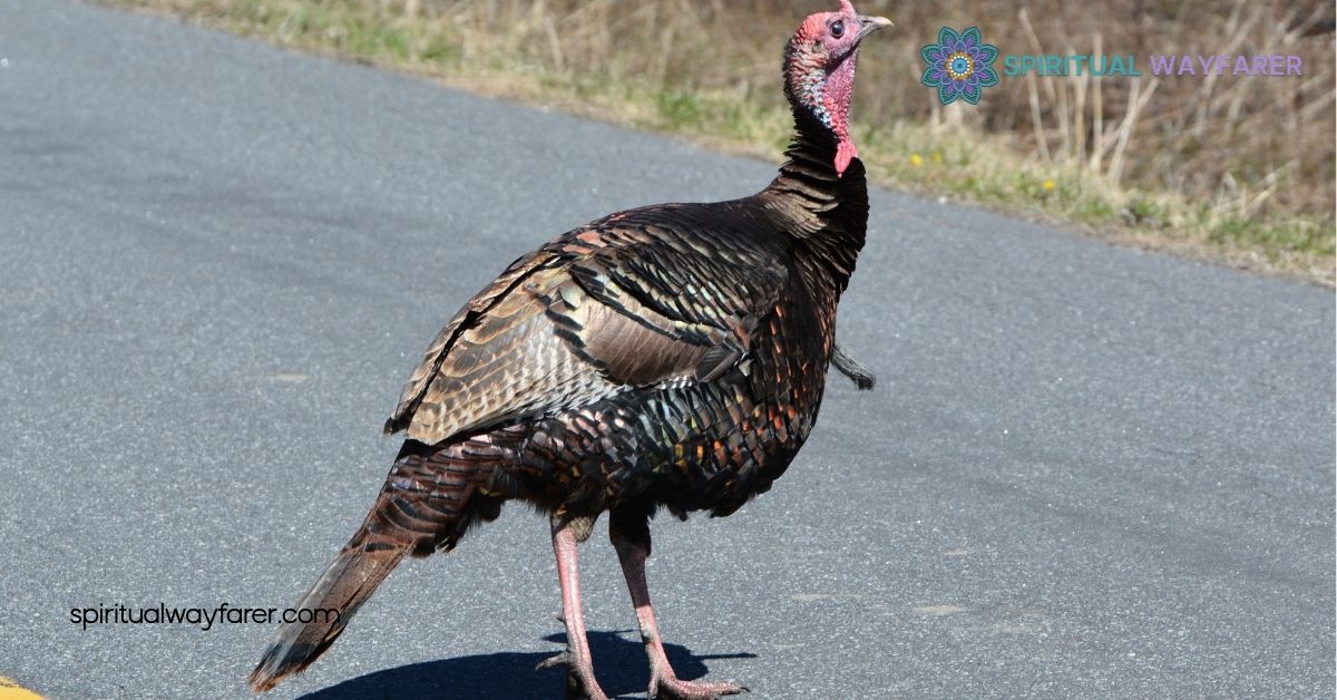 What Is the Spiritual Meaning of a Turkey Crossing Your Path?