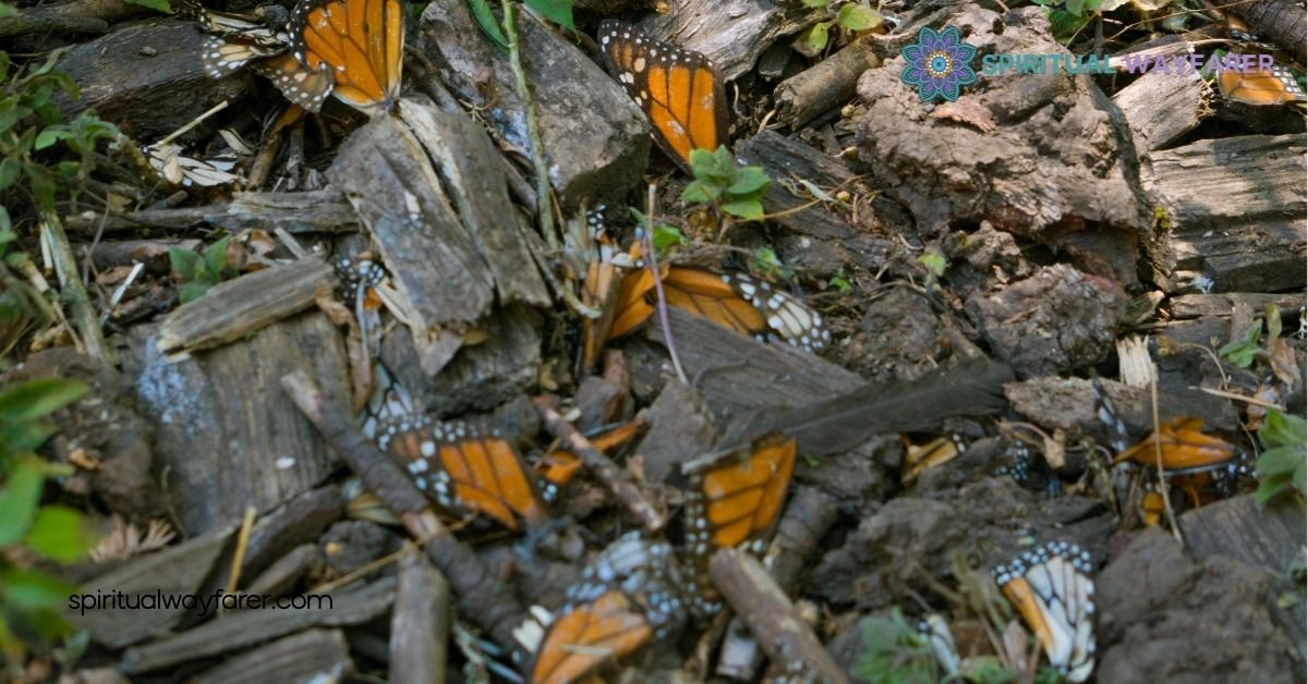 Dead Butterflies: The Spiritual Meaning and Symbolism You Need to Know