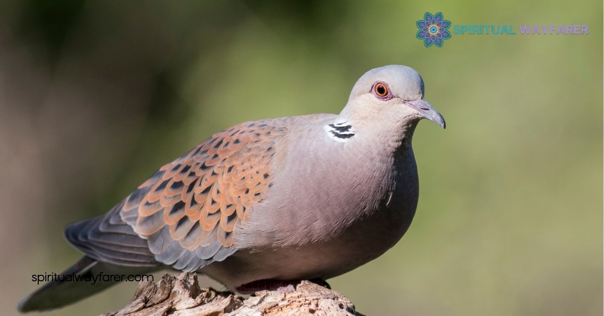 The Turtle Dove's Spiritual Meaning, Messages & Symbolism Explained