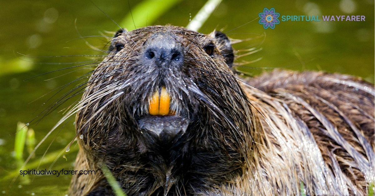Unlocking Beaver Symbolism: What These Industrious Creatures Teach Us