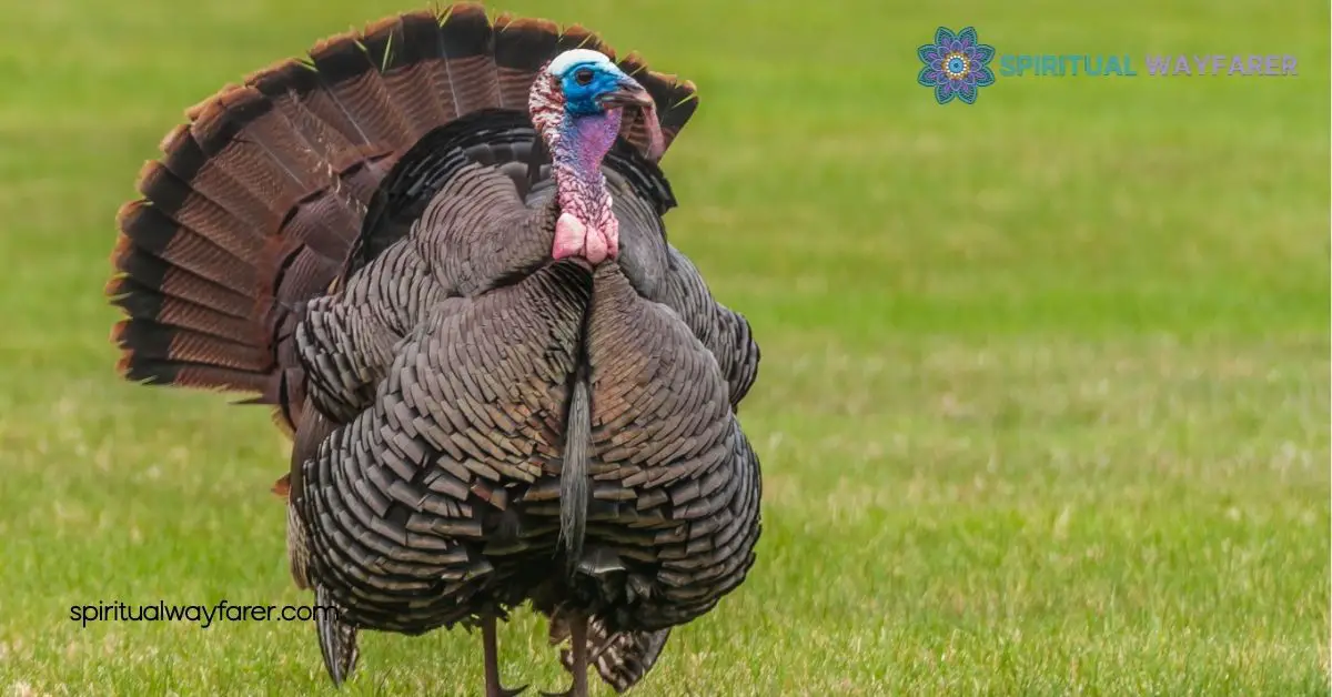 Unveiling Turkey Symbolism: From Ancient Myths to Modern Traditions