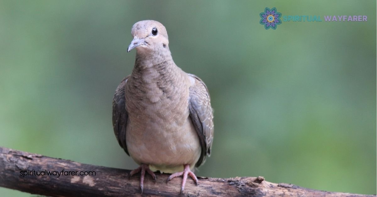 The Turtle Dove's Spiritual Meaning, Messages & Symbolism Explained