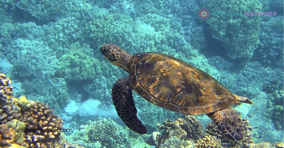 Unlock the Mysteries of Turtle Symbolism: Wisdom, Longevity & More