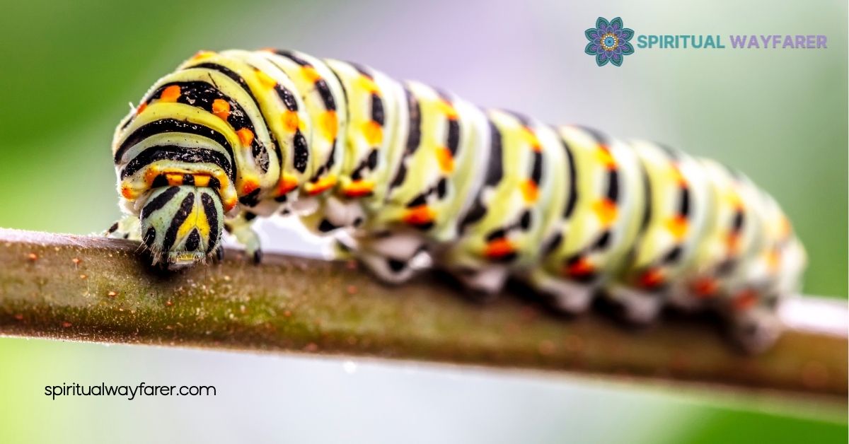 Caterpillar Symbolism: Discover Its Rich Meanings of Growth and ...