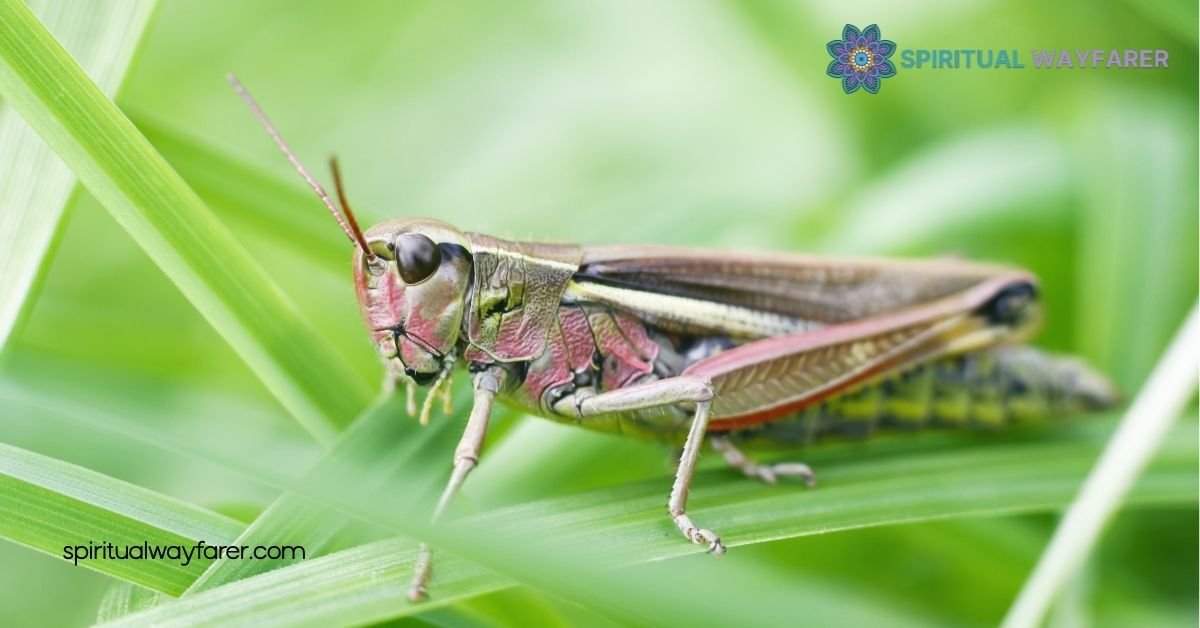 Brown Grasshopper Spiritual Symbolism: What It Means for Your Life