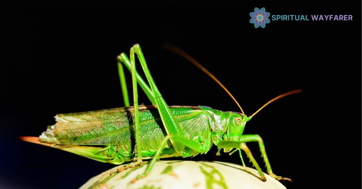Grasshopper Symbolism: Discover Its Meanings in Culture, Art, and ...