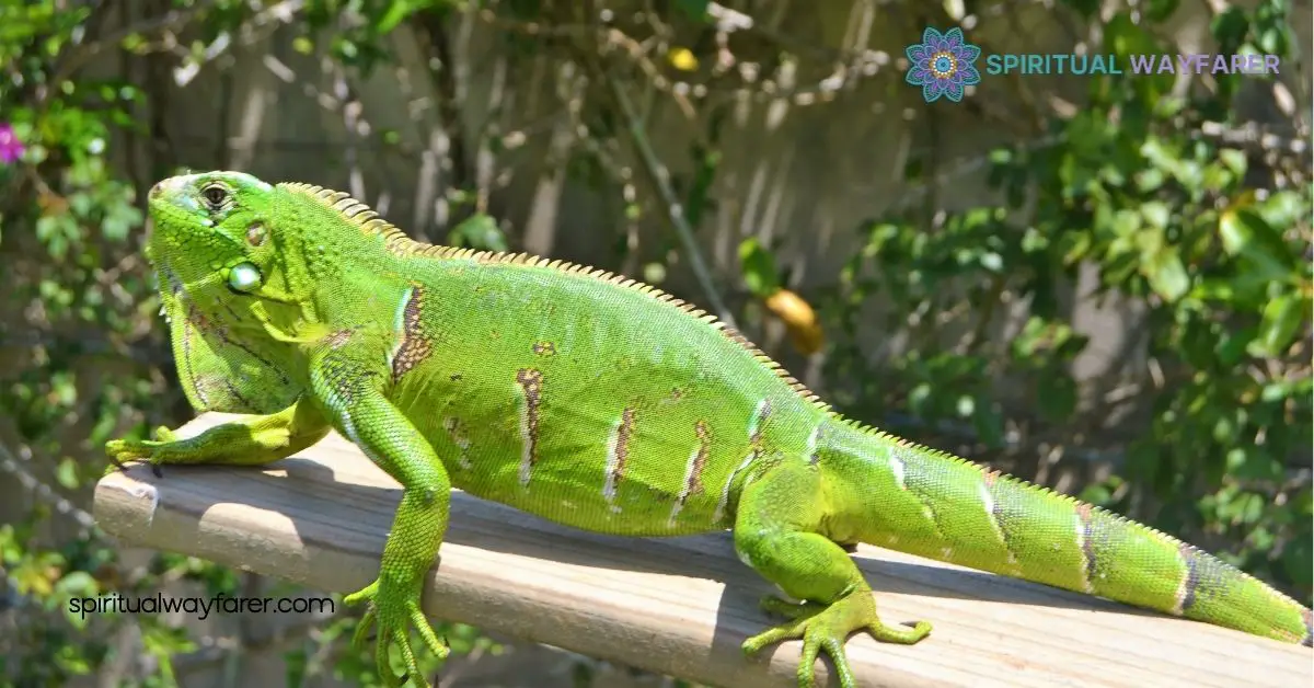 The Iguana Spiritual Meaning: Discover Its Powerful Symbolism and Insights