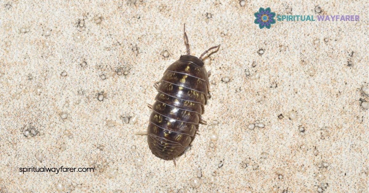 Unlock the Spiritual Meaning of Roly Poly Bugs: Embrace Resilience & Growth