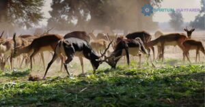 Discover Your Spirit Animal for January: Unlock Strength & Growth