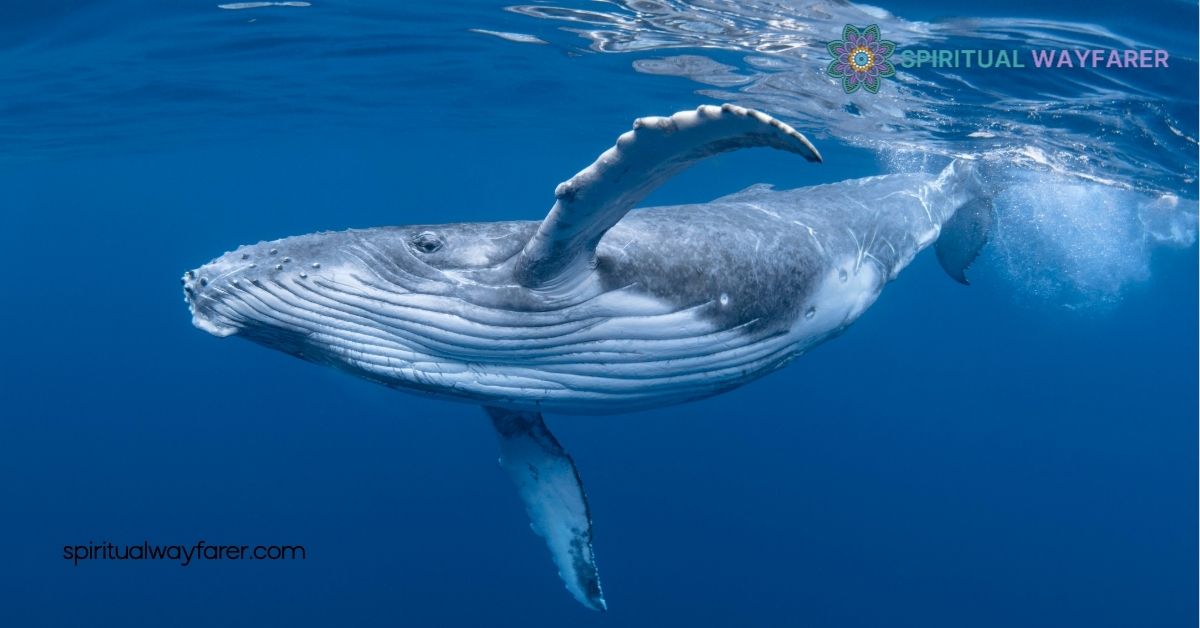 Whale Symbolism: Exploring Their Deep Cultural and Spiritual Meanings