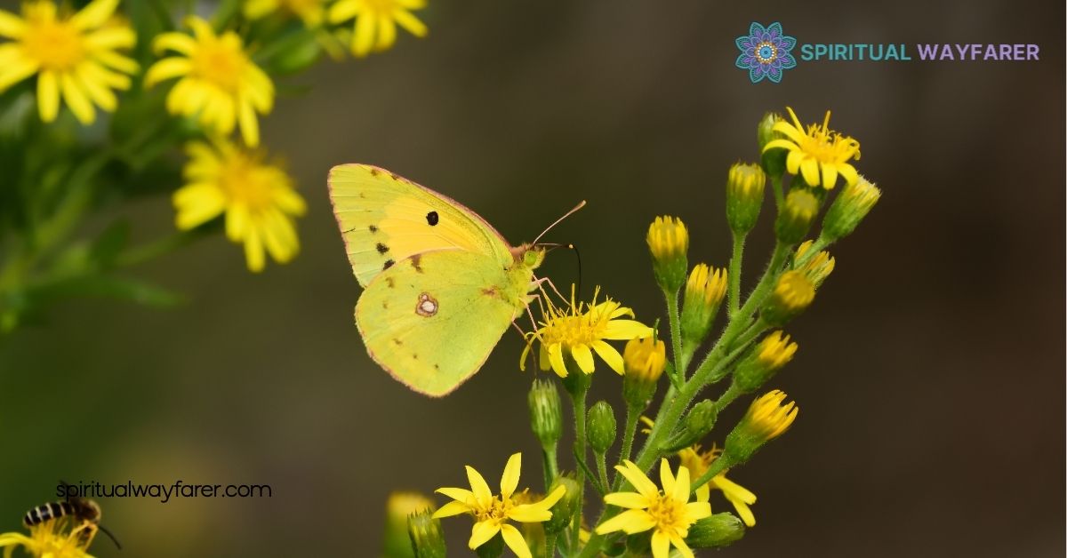 Spiritual Meaning & Symbolism of Yellow Butterflies in the Bible