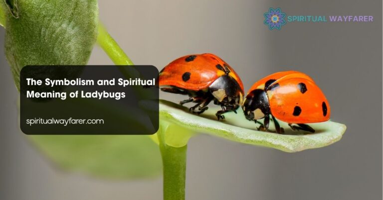 Unlocking the Symbolism and Spiritual Meaning of Ladybugs: Discover ...